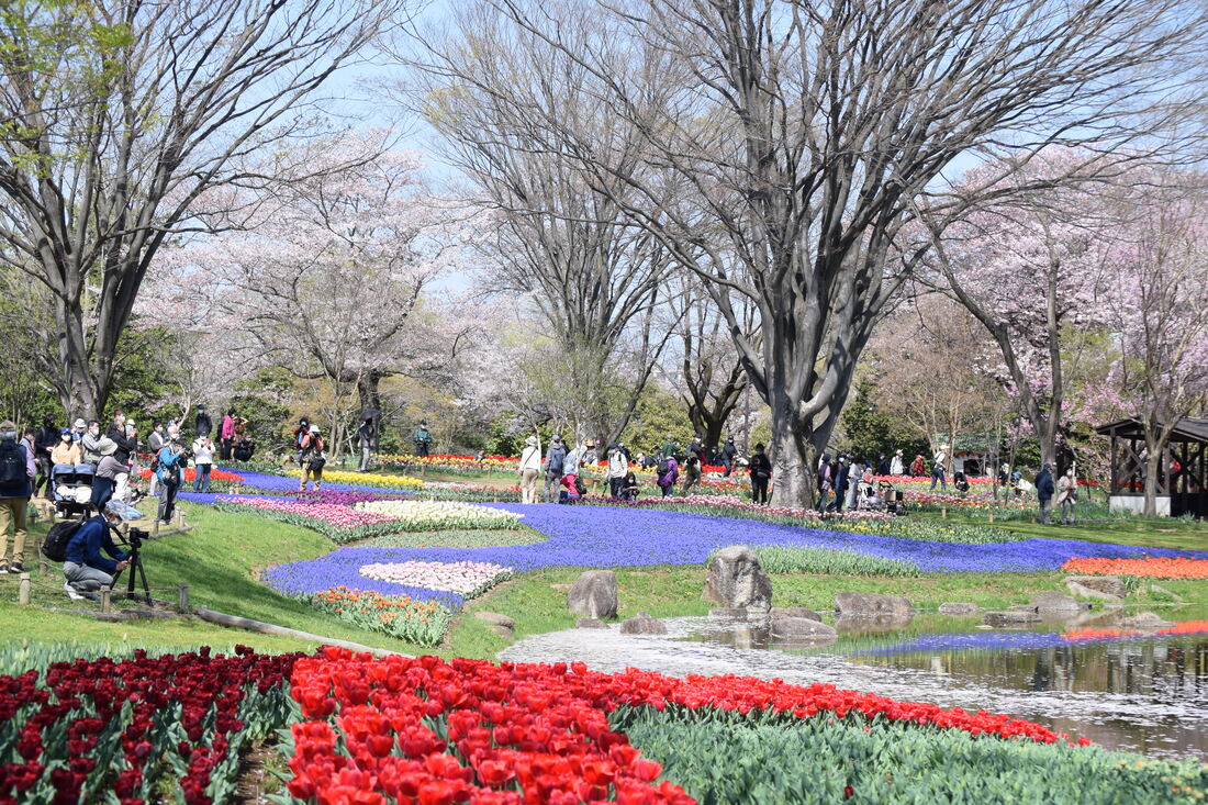 Showa Park - CONNECTING WITH THE KINDERVATERS IN JAPAN